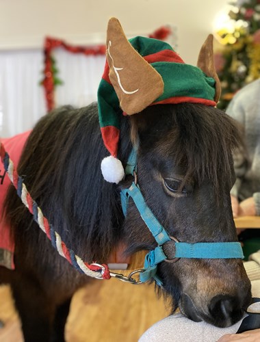 Therapy pony makes festive visit to care home - Essex Partnership ...